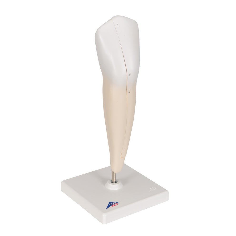 Lower Canine Tooth Model (2 part) D10/2 / 1000241 | Teeth Anatomy ...