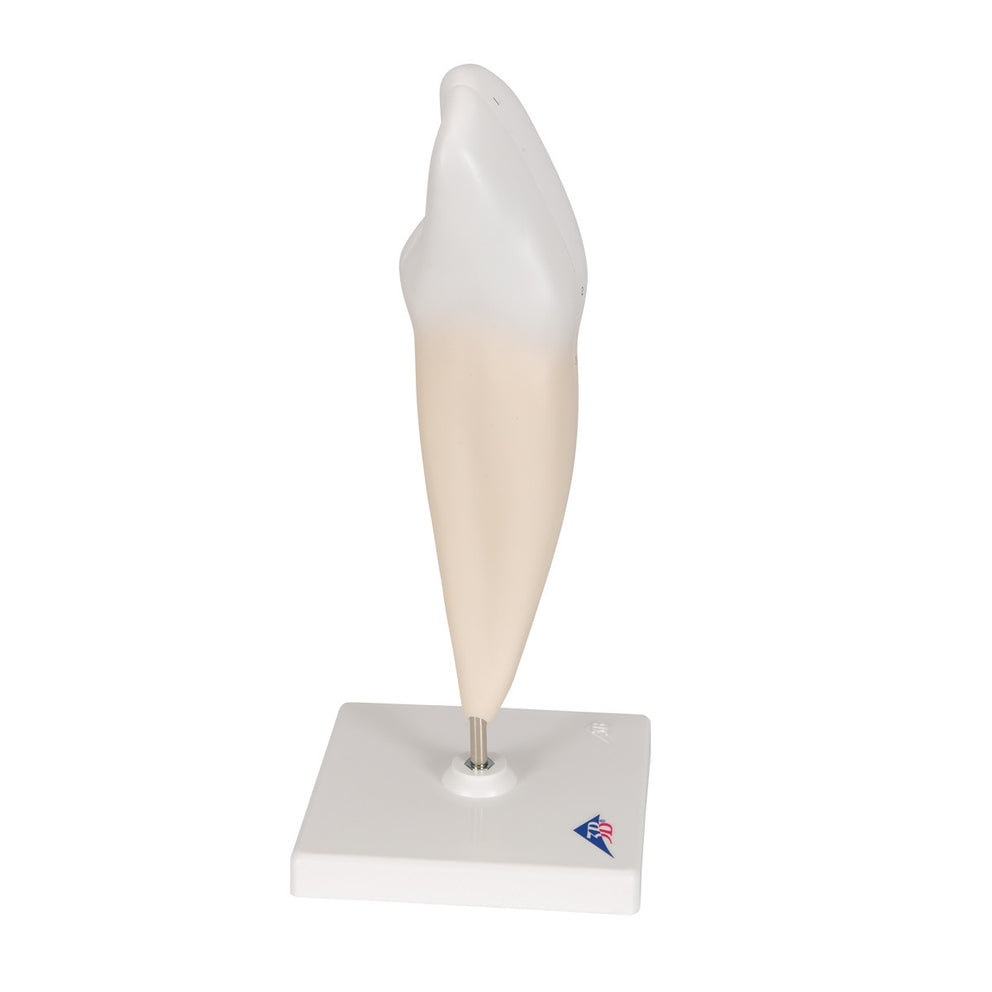 Lower Canine Tooth Model (2 part) D10/2 / 1000241 | Teeth Anatomy ...
