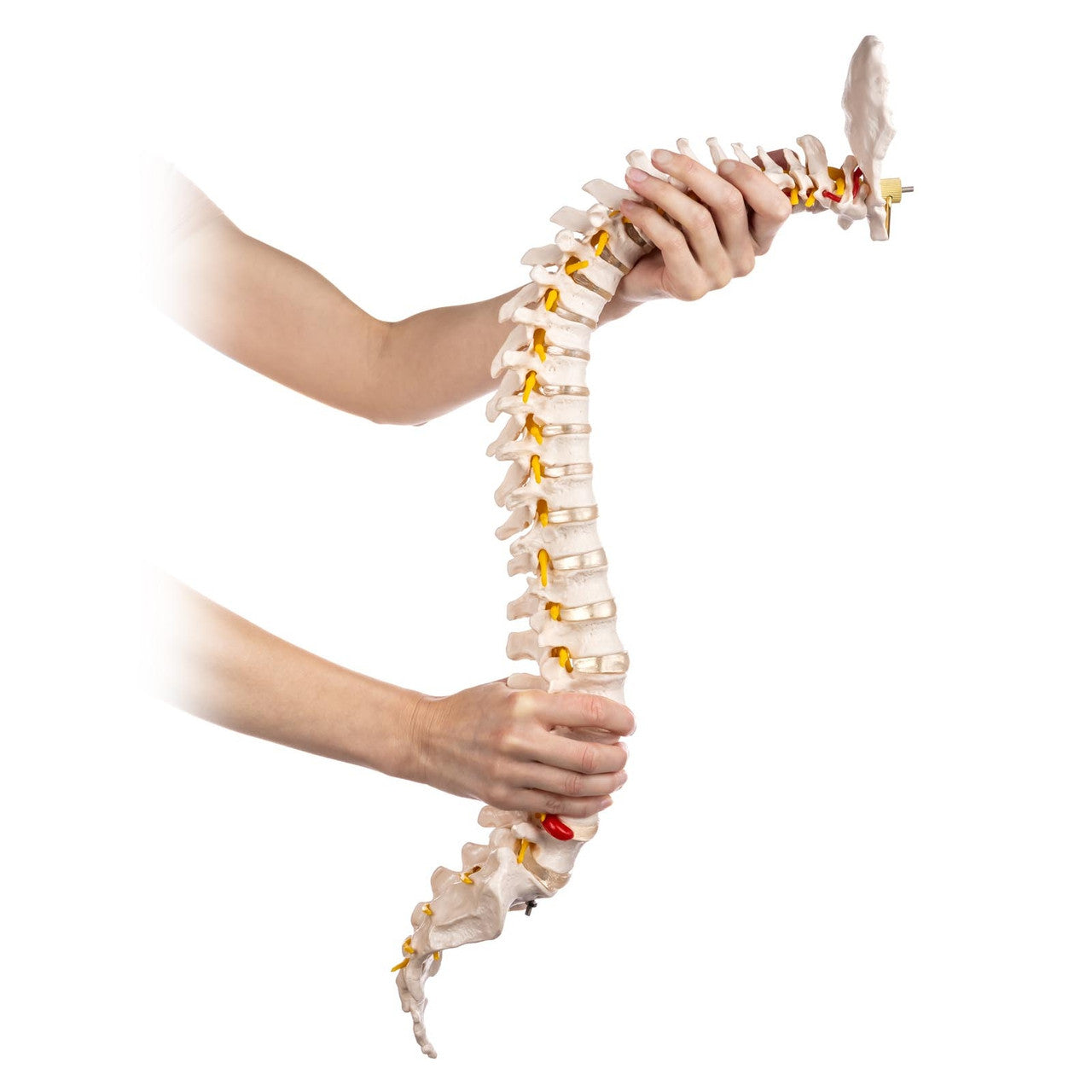 Budget Flexible Spine Model XC-107 | AnatomyStuff.co.uk | Plastic Spine