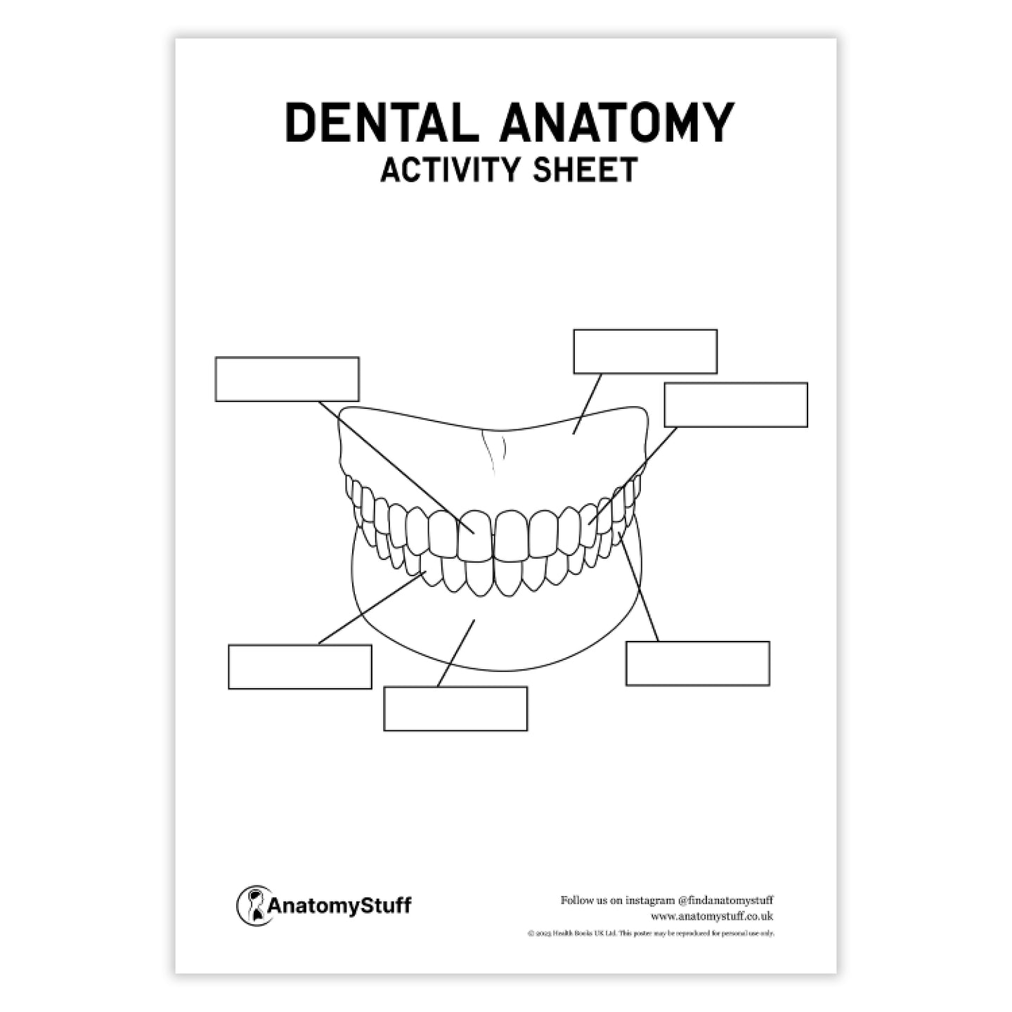 Dental Anatomy Activity Sheet PDF | AnatomyStuff