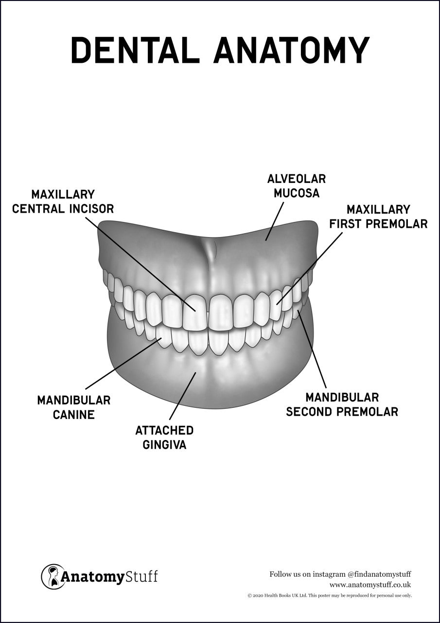 Dental Anatomy Poster PDF – AnatomyStuff