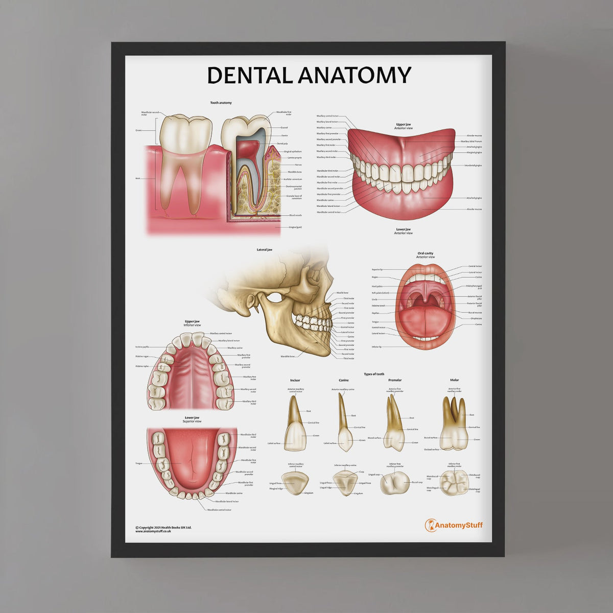 Dental Anatomy Chart | Teeth Jaw Poster | Tooth Anatomical – AnatomyStuff