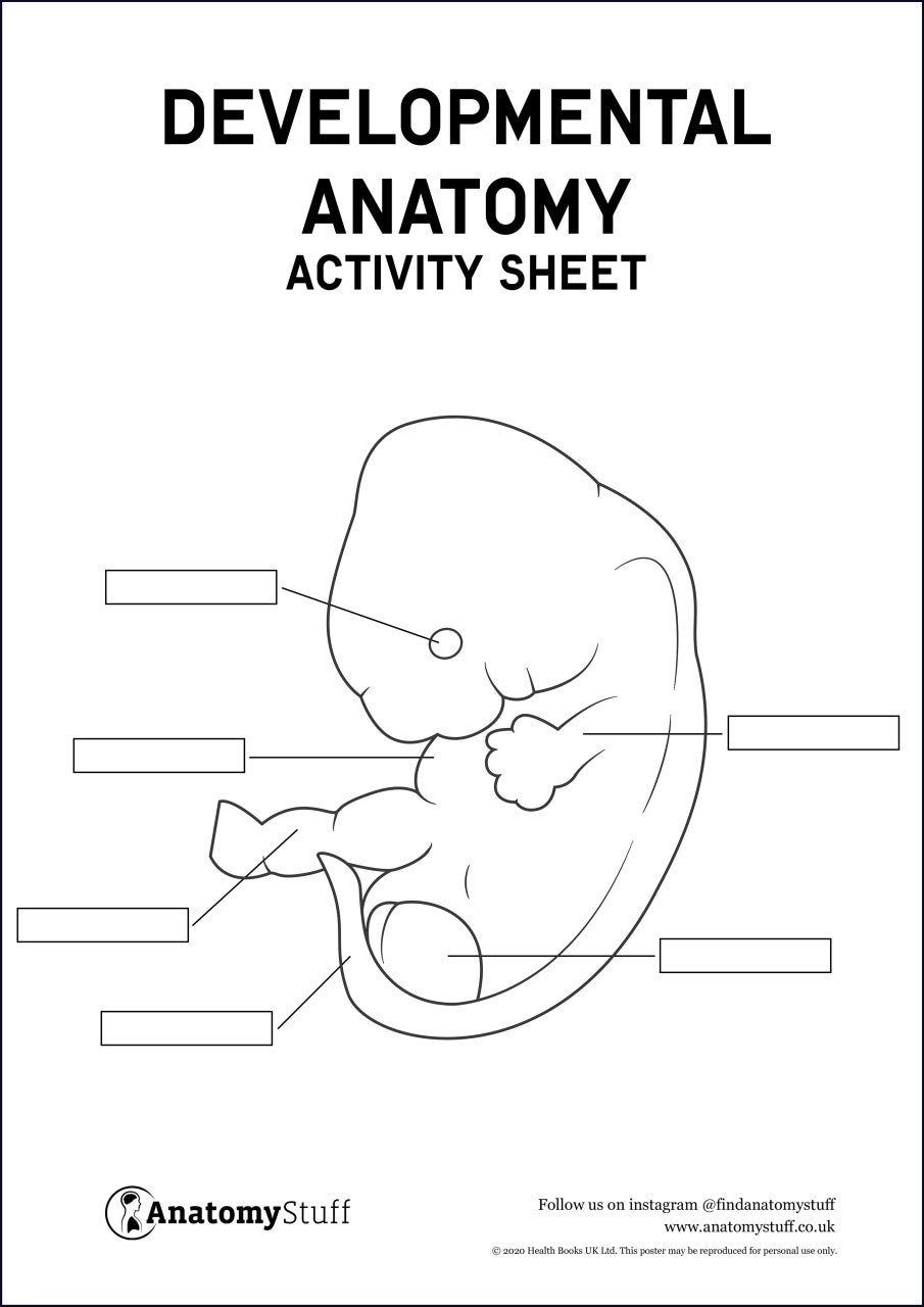 Developmental Anatomy Activity Sheet PDF – AnatomyStuff