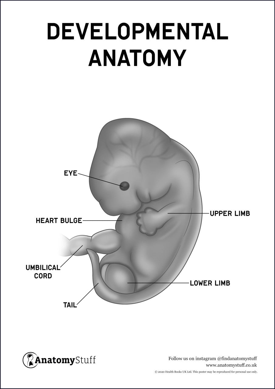 Developmental Anatomy Poster PDF – AnatomyStuff