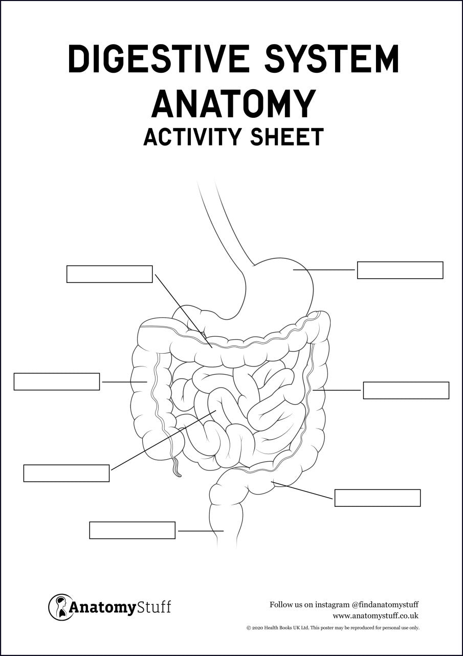 Digestive System Anatomy Activity Sheet PDF – AnatomyStuff