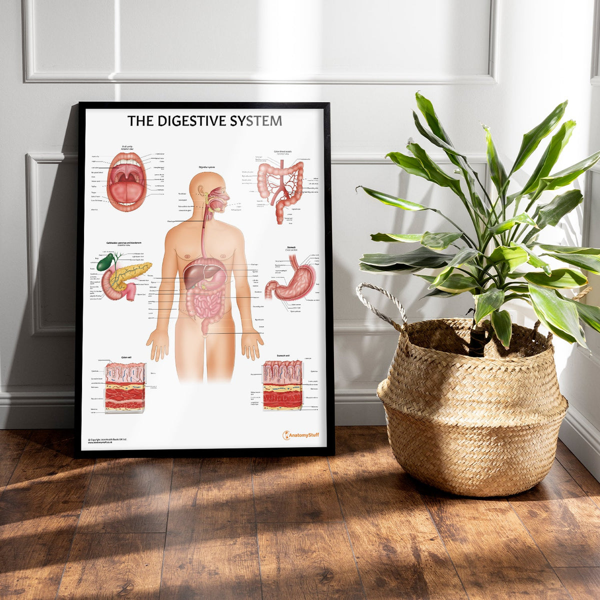 Digestive System Anatomy Poster | Anatomical Digestion Chart – AnatomyStuff