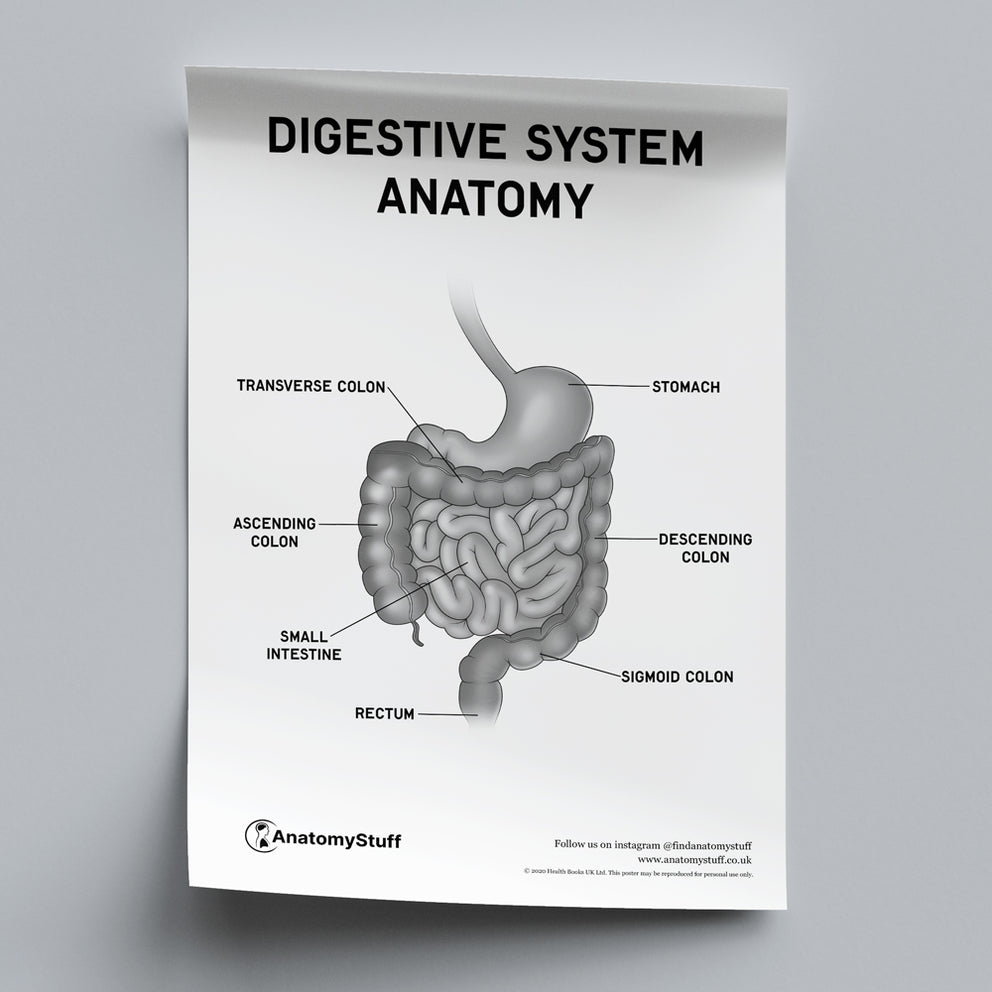 Digestive System Anatomy Poster PDF | Digital Download – AnatomyStuff