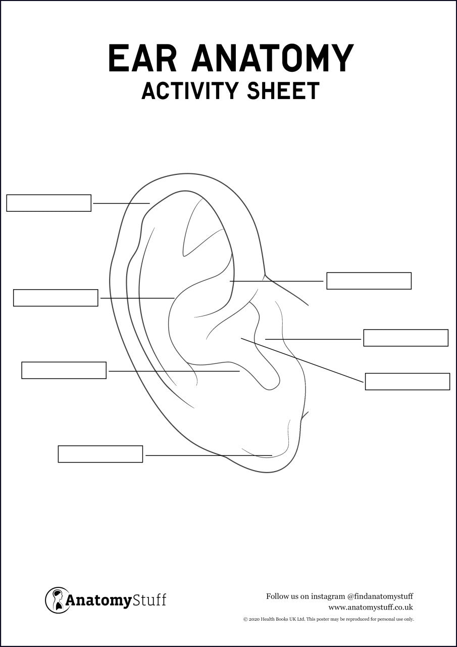 Ear Anatomy Activity Sheet PDF – AnatomyStuff