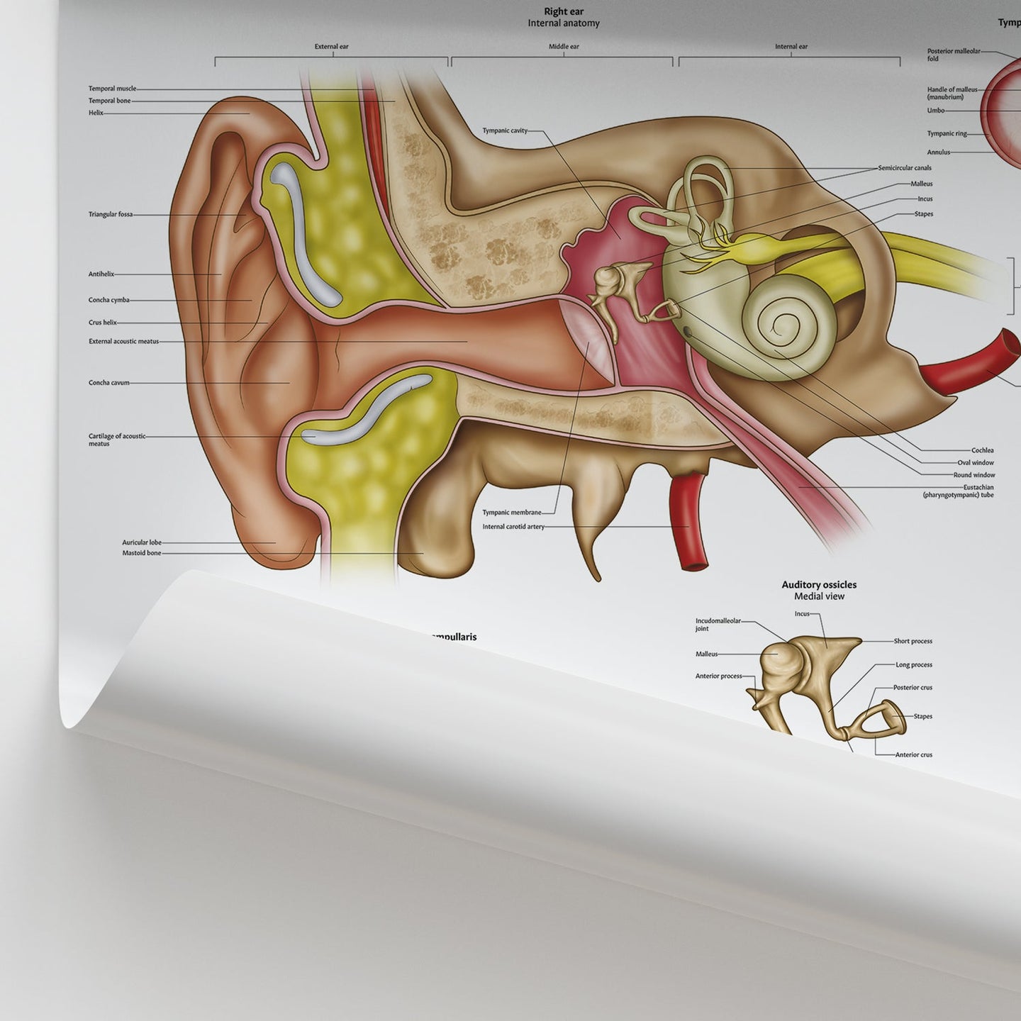 Ear Anatomy Poster | Anatomical Ear Chart | AnatomyStuff
