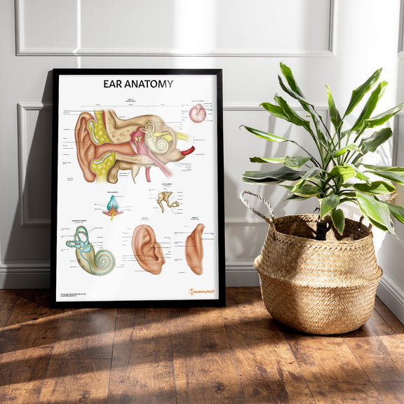 Ear Anatomy Poster | Anatomical Ear Chart | AnatomyStuff