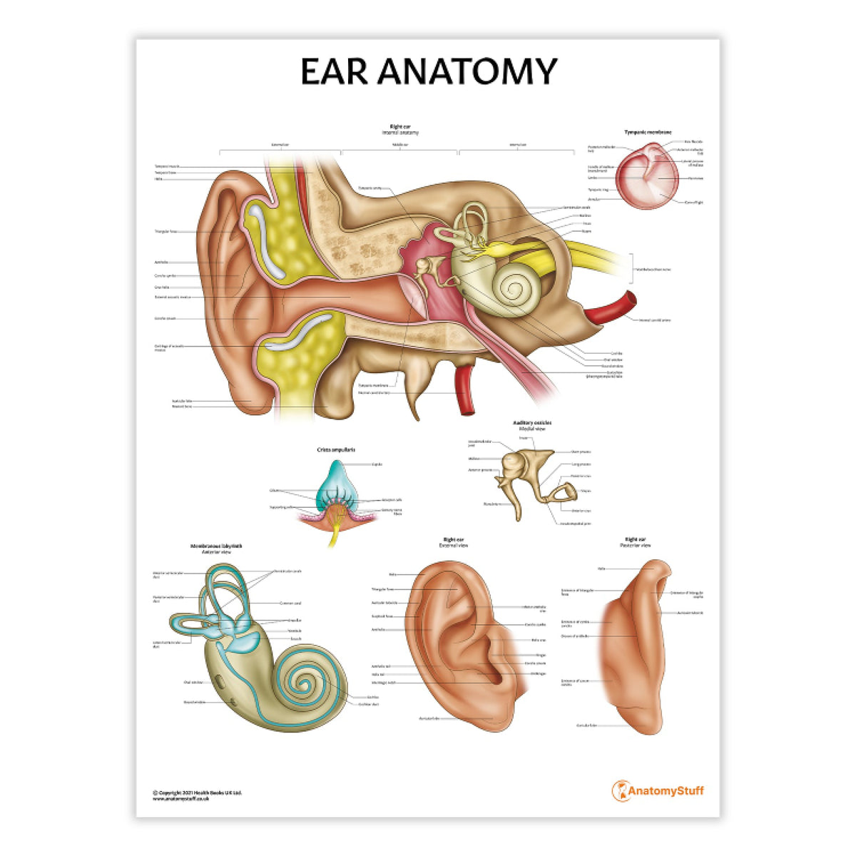 Ear Anatomy Poster | Anatomical Ear Chart | AnatomyStuff