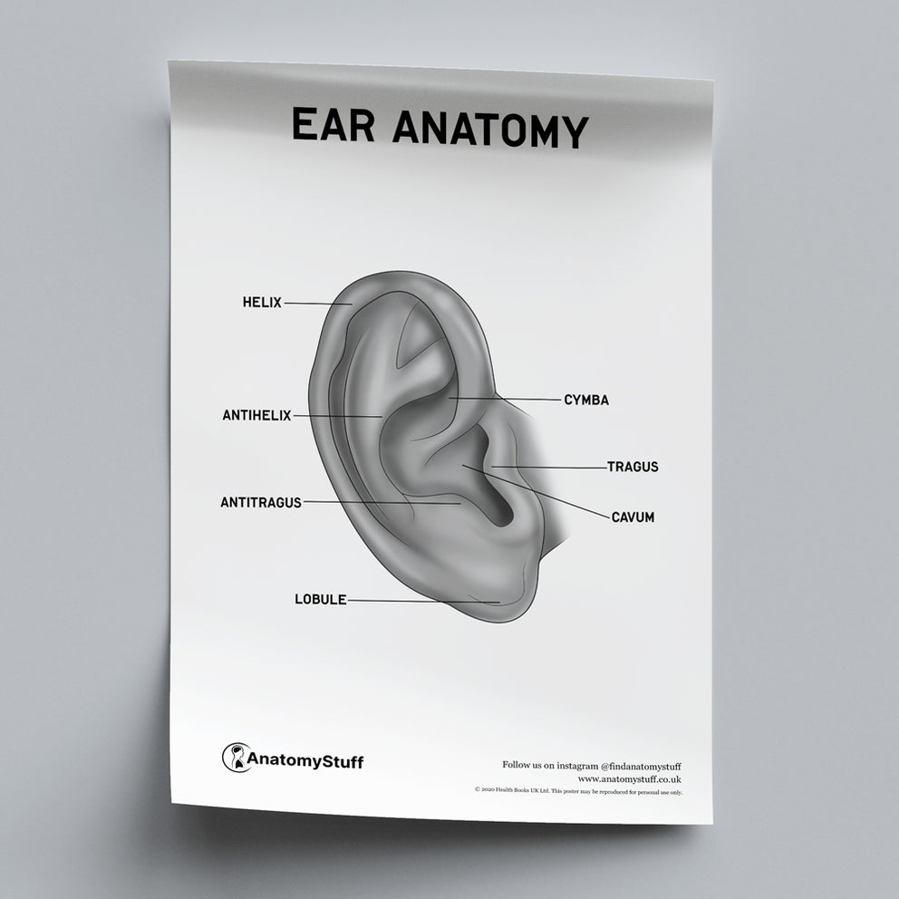 Ear Anatomy Poster PDF | Digital Download – AnatomyStuff