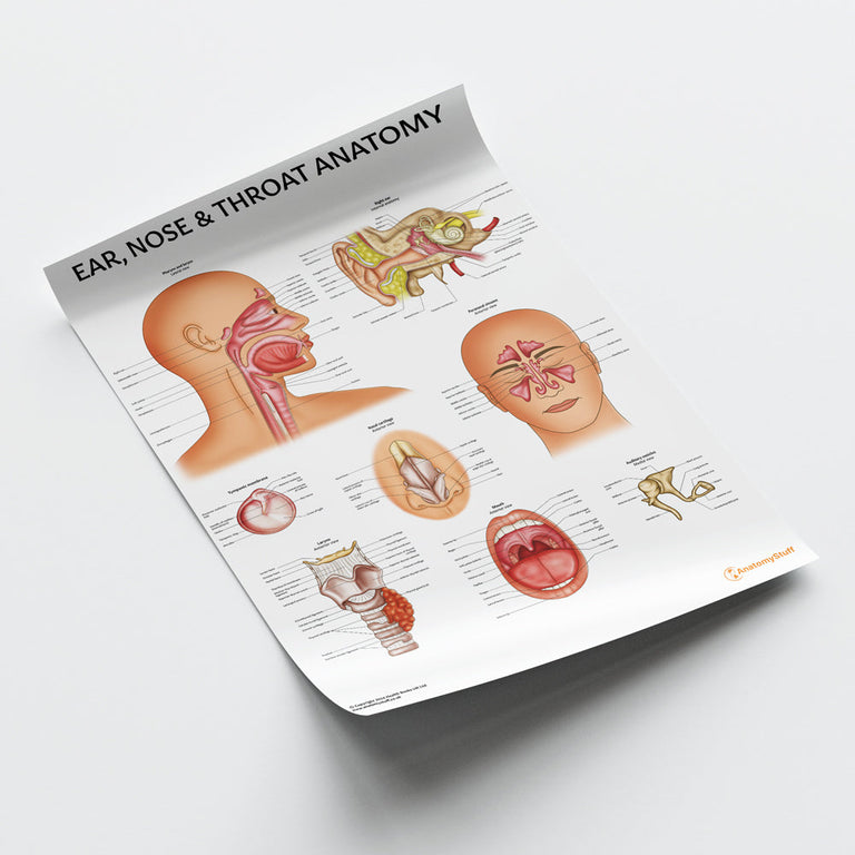 Ear Nose and Throat Chart | ENT Poster | Vocal Cord – AnatomyStuff