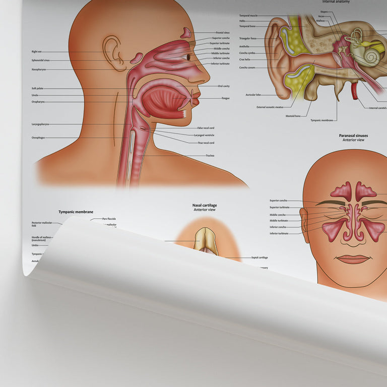 Ear Nose and Throat Chart | ENT Poster | Vocal Cord – AnatomyStuff