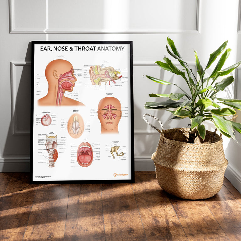 Ear Nose and Throat Chart | ENT Poster | Vocal Cord – AnatomyStuff