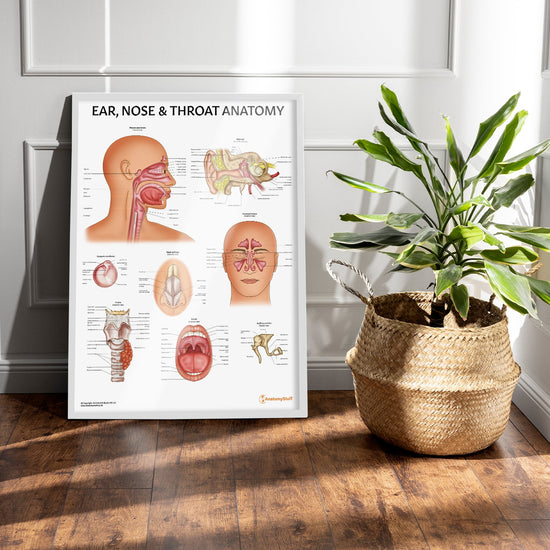 Ear Nose and Throat Chart | ENT Poster | Vocal Cord – AnatomyStuff