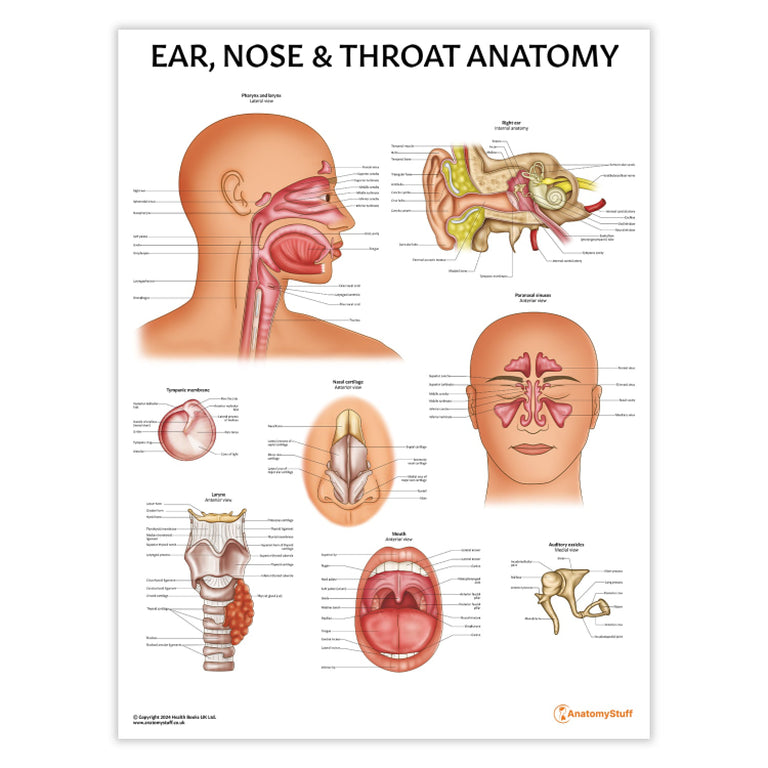 Ear Nose and Throat Chart | ENT Poster | Vocal Cord – AnatomyStuff