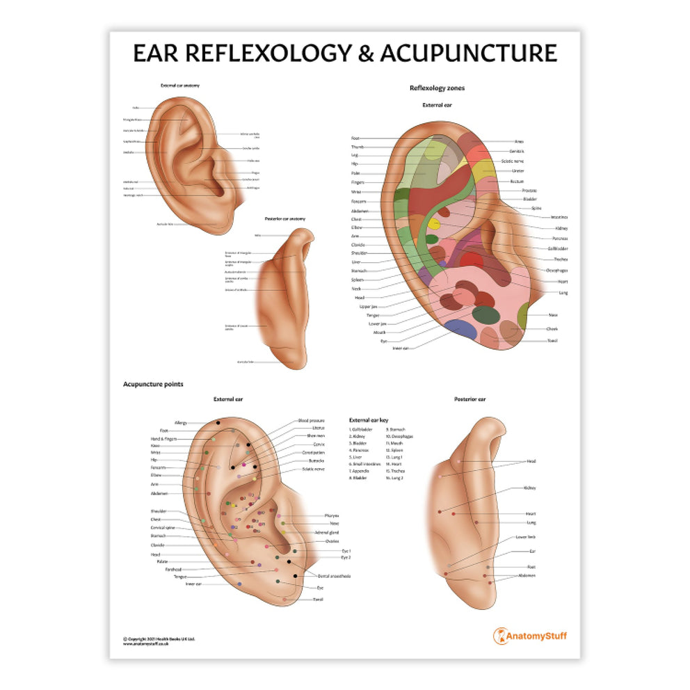 Ear Reflexology & Acupuncture Poster | Zone Therapy Ear Pressure Points ...
