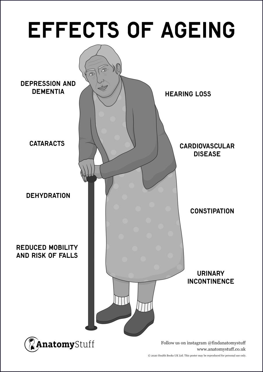 Effects of Ageing Poster PDF – AnatomyStuff Staging