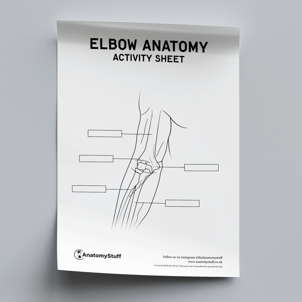 Elbow Anatomy Activity Sheet PDF | AnatomyStuff