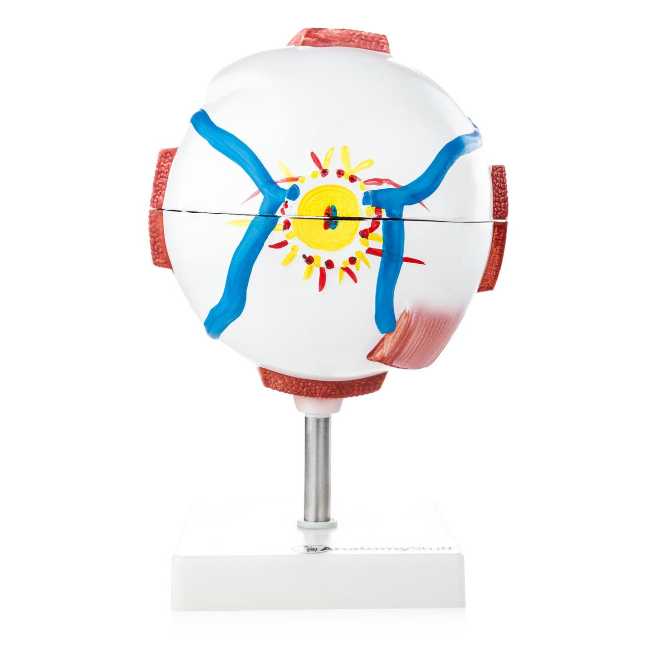 Eye and ENT Models and Anatomy Posters – AnatomyStuff