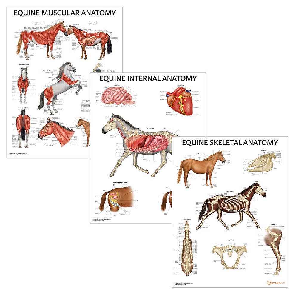 Equine Anatomy 3 Poster Collection | Horse Organs Bone Muscles Chart ...