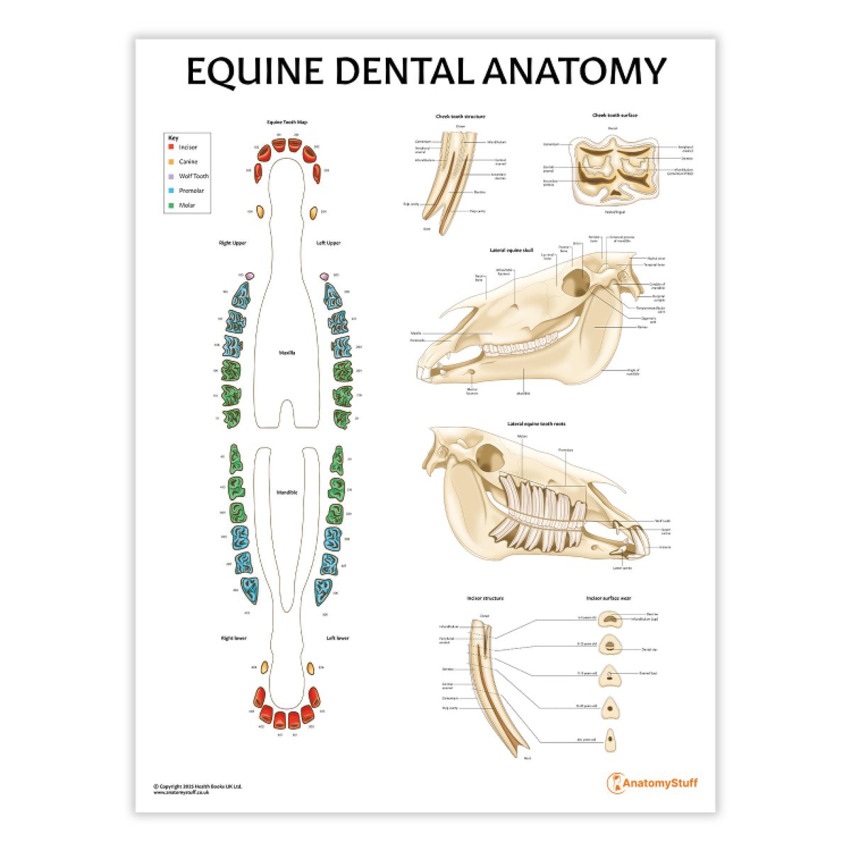 Equine Dental Map | Horse Dental Anatomy Poster – AnatomyStuff