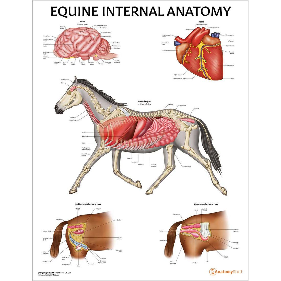 Equine Anatomy 3 Poster Collection | Horse Organs Bone Muscles Chart ...
