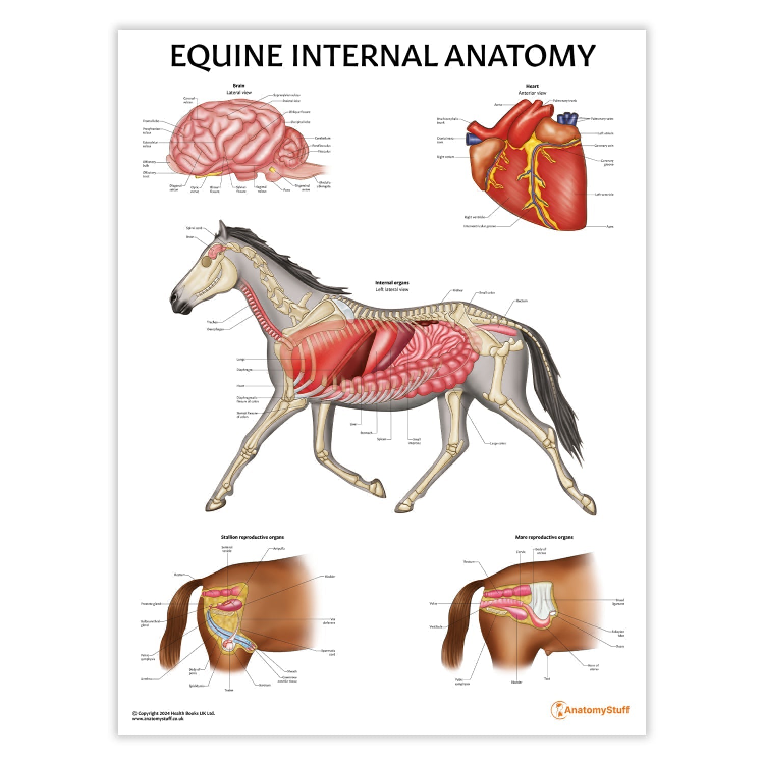 Equine Internal Anatomy Poster | Horse Organs Chart – AnatomyStuff