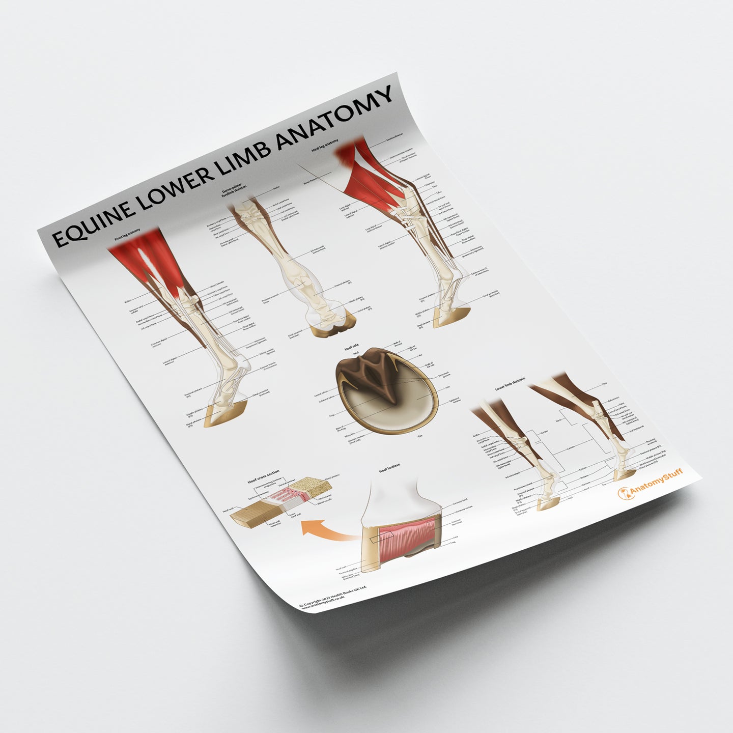 Equine Lower Limb Anatomy Laminated Chart/Poster | AnatomyStuff