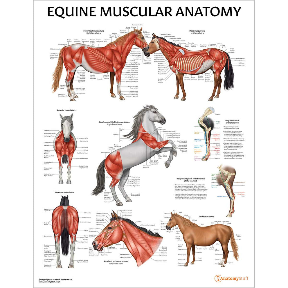 Equine Anatomy 3 Poster Collection | Horse Organs Bone Muscles Chart ...