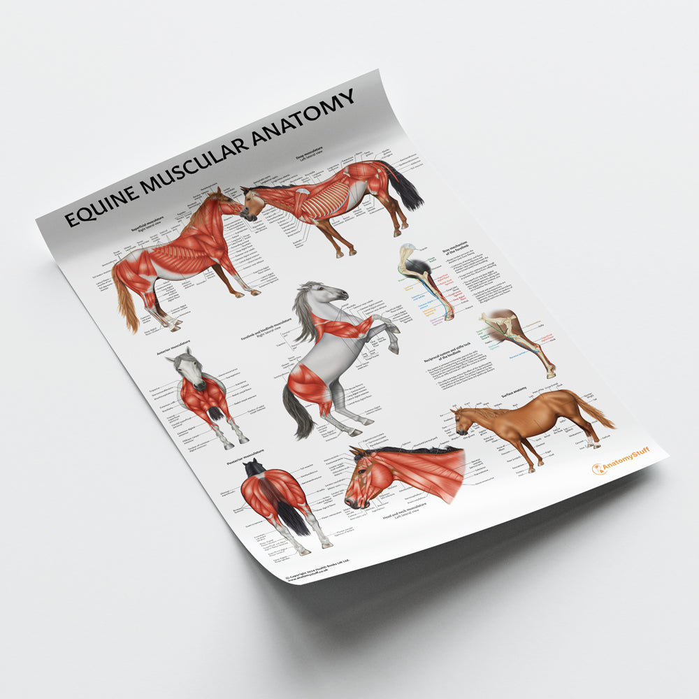 Equine Muscular Anatomy Chart | Horse Muscles Laminated Poster ...