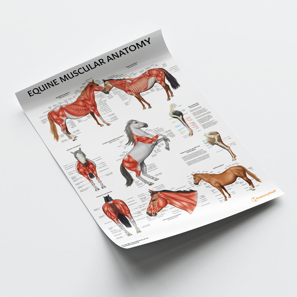Equine Muscular Anatomy Chart | Horse Muscles Laminated Poster ...