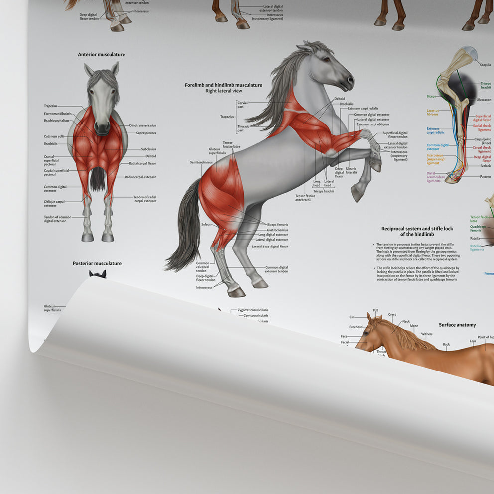 Equine Muscular Anatomy Chart | Horse Muscles Laminated Poster ...