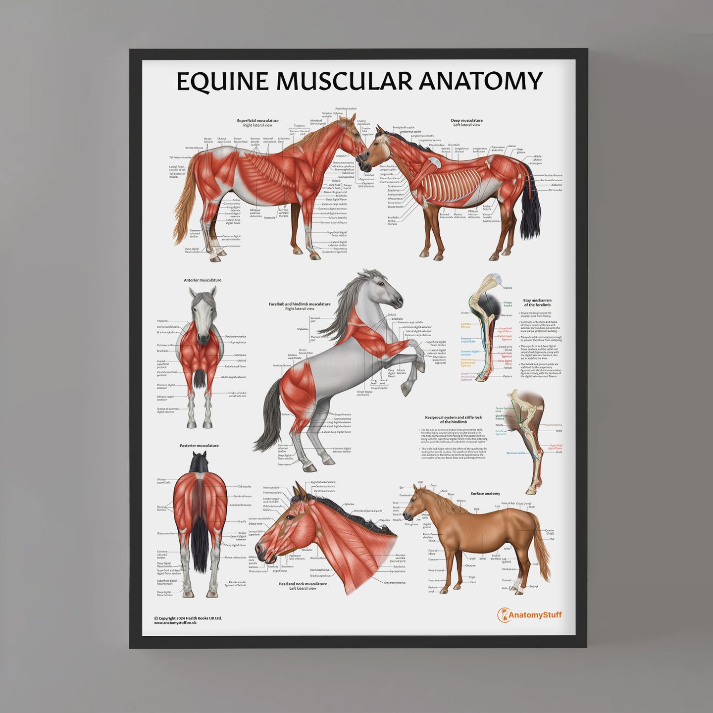 Equine Anatomy Models and Posters | Horse Veterinary – AnatomyStuff