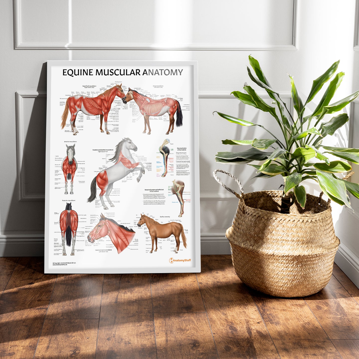 Equine Muscular Anatomy Chart | Horse Muscles Laminated Poster ...