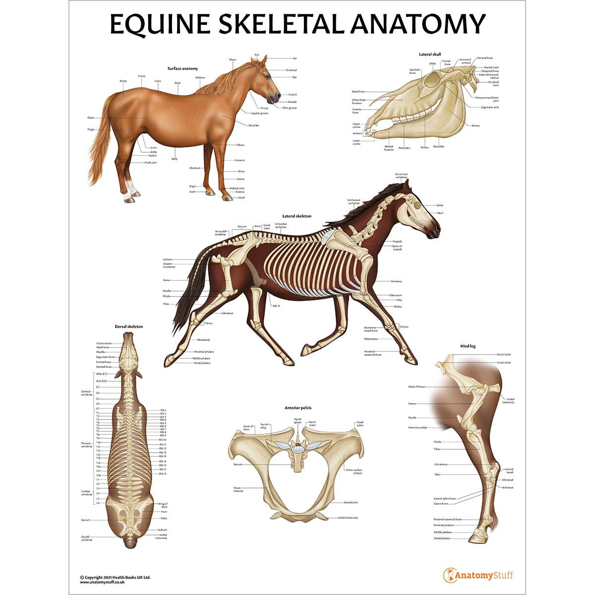Veterinary Anatomy Posters Collection | Animal Chart Poster 11 ...