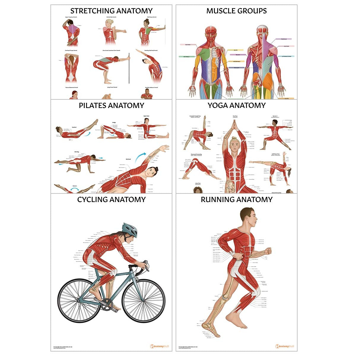 Exercise Anatomy Posters Collection | Musculoskeletal Chart 6 ...