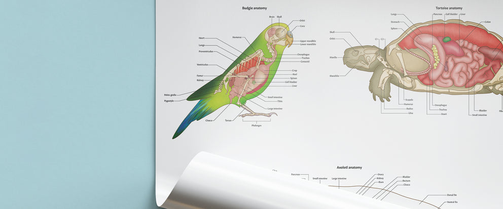 Veterinary & Animal Anatomy Charts | Shop Online | AnatomyStuff