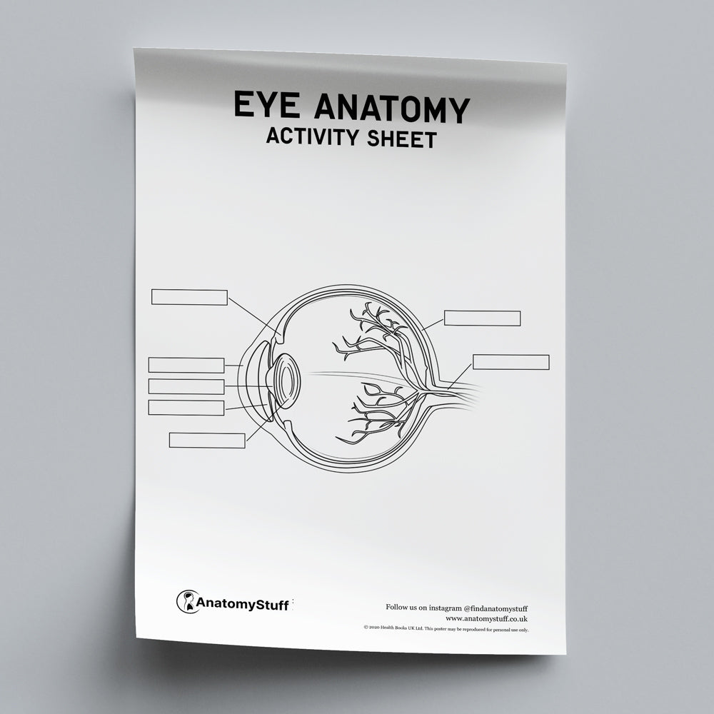 Free Eye Anatomy Activity Sheet PDF | Medical Student Resource ...