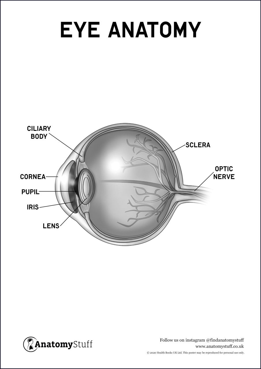 Eye Anatomy Poster PDF – AnatomyStuff Staging