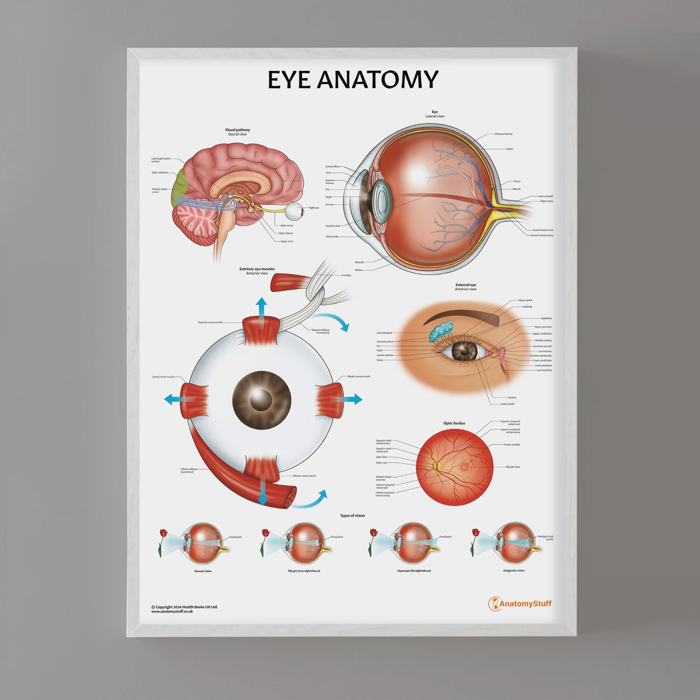 Eye Anatomy Poster | Anatomical Eye Chart | Ophthalmology Revision ...