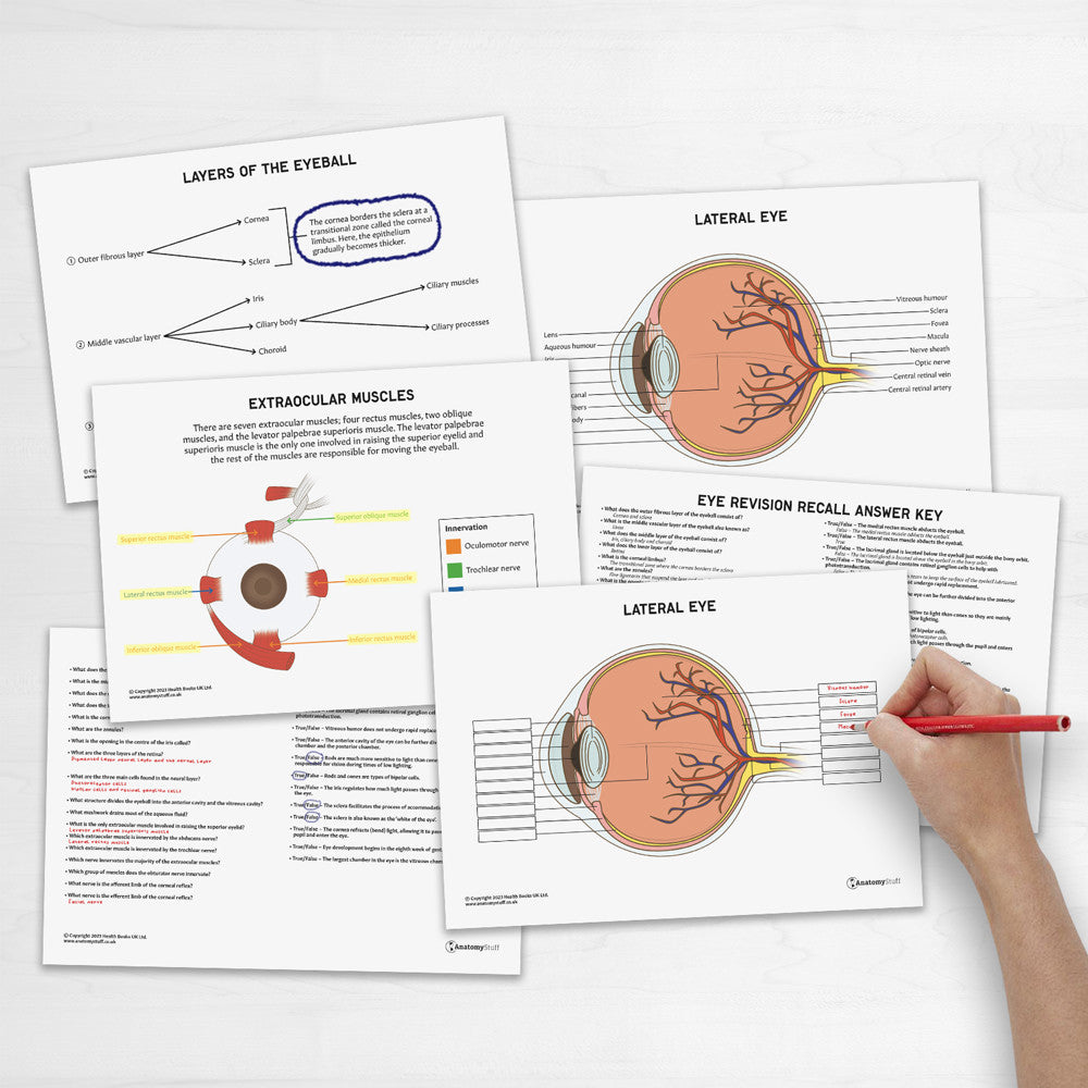 Eye Revision Guide (Interactive & Printable PDFs) | Ophthalmology ...