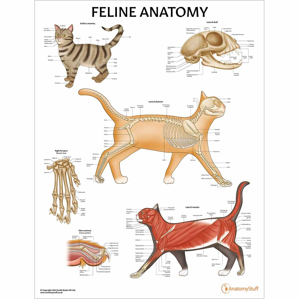 Feline Anatomy & Pathology Collection | Cat Skeleton Models Chart ...