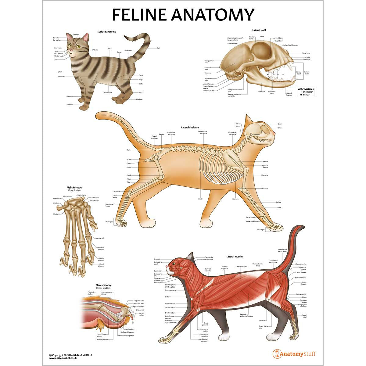 Veterinary Anatomy Posters Collection | Animal Chart Poster 11 ...