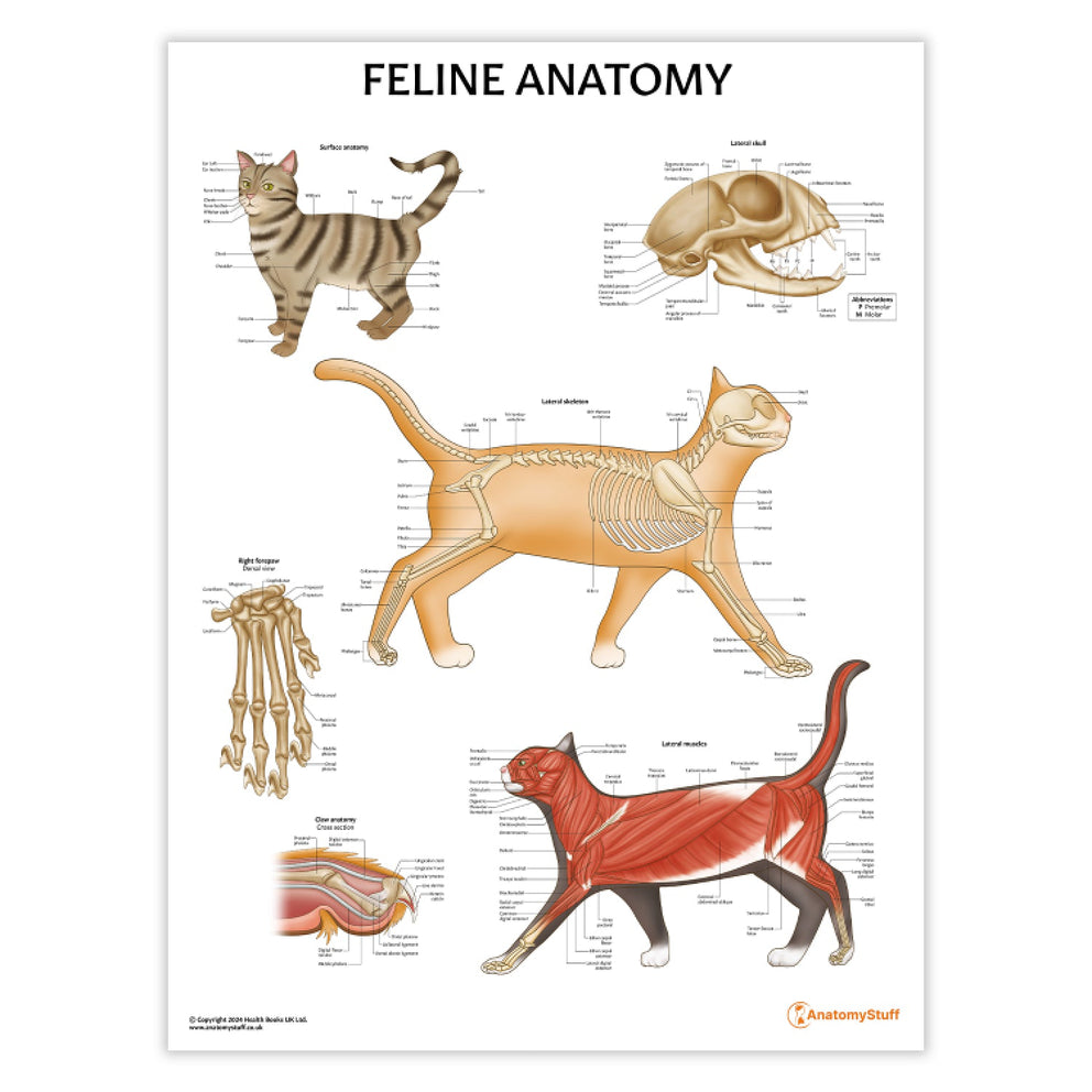 Feline Anatomy Chart | Cat Poster | Skeleton Muscles Organs – AnatomyStuff