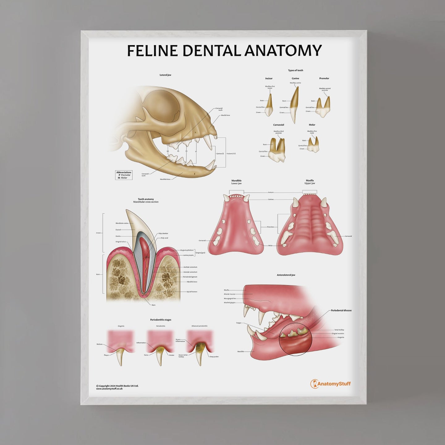 Feline Dental Anatomy Chart | Cat Teeth Jaw Poster – AnatomyStuff