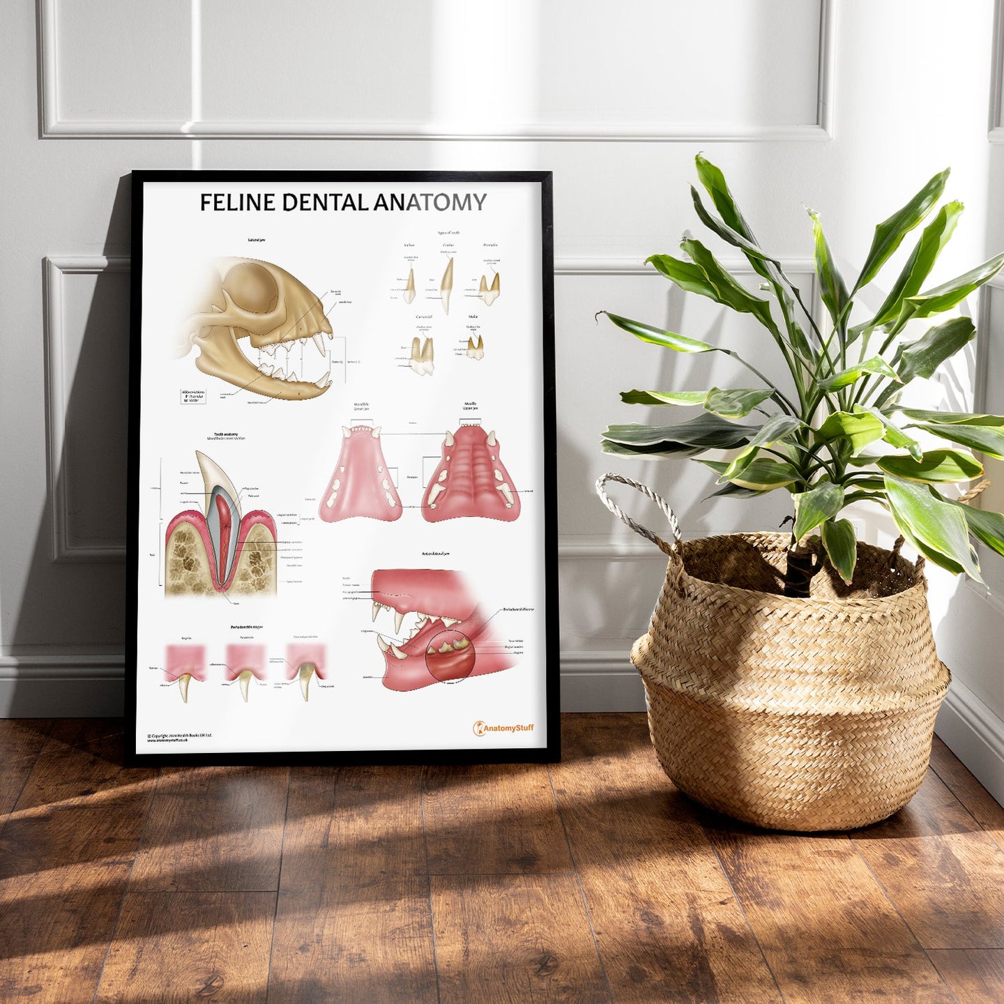 Feline Dental Anatomy Chart | Cat Teeth Jaw Poster – AnatomyStuff