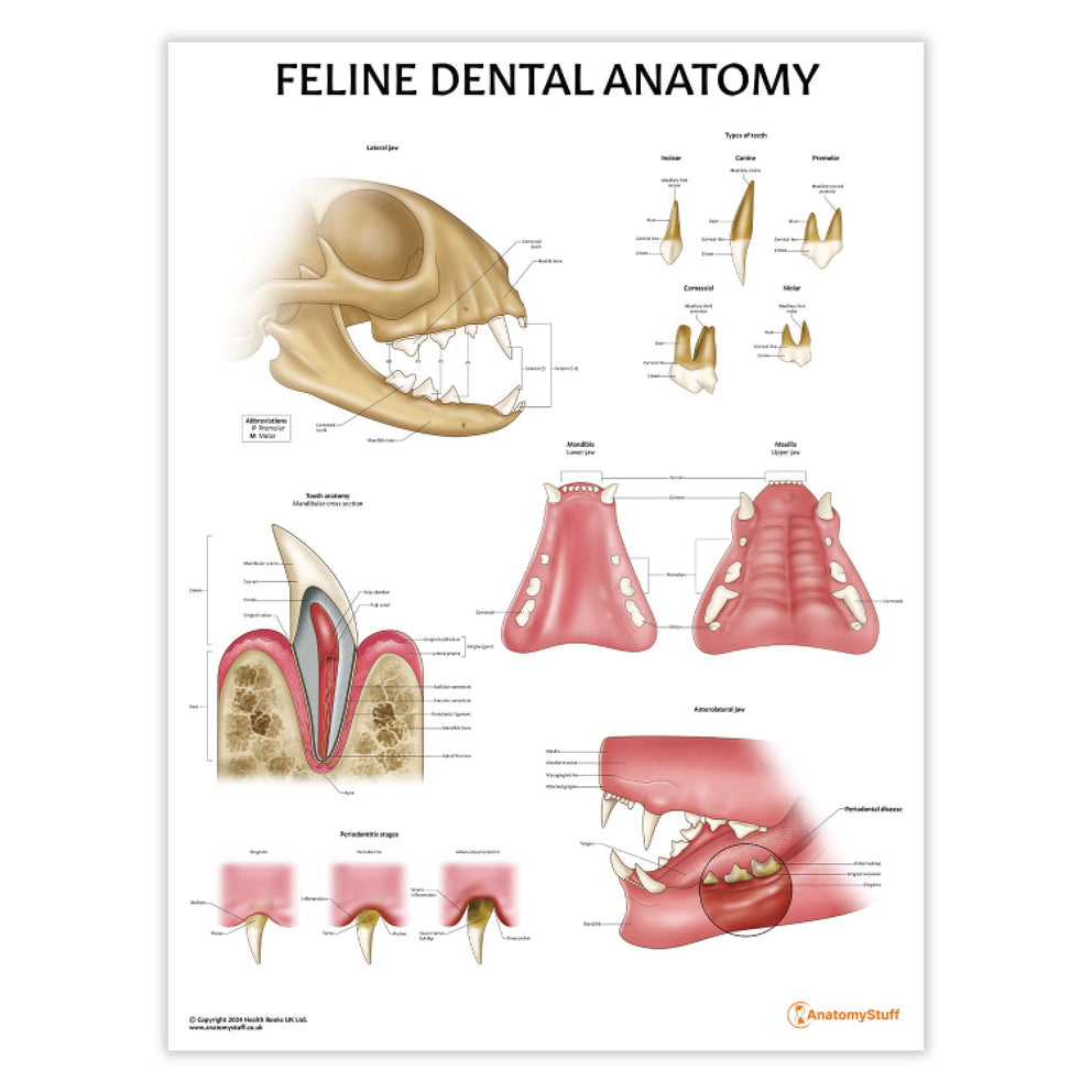 Feline Dental Anatomy Chart | Cat Teeth Jaw Poster – AnatomyStuff