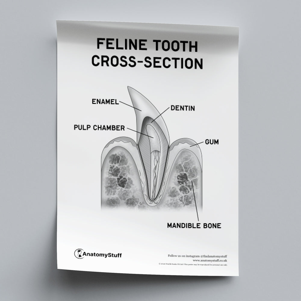 Feline Dental Anatomy Poster PDF | Digital Download – AnatomyStuff